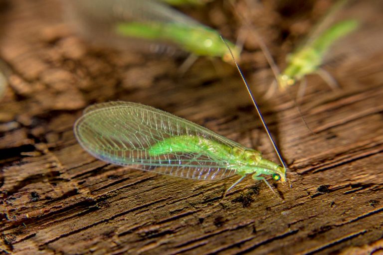 Trichogramma sp. como Control Biológico - Solagro