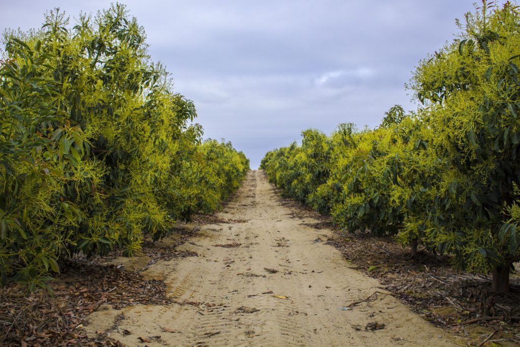 TRICHOMAX antagonista directo de hongos fitopatógenos - Solagro