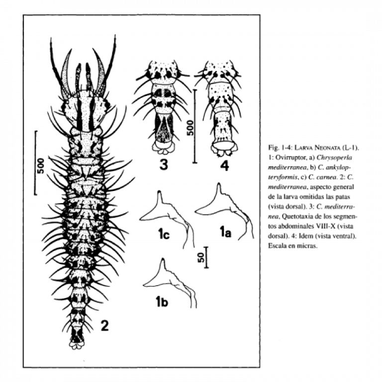 Estadíos Larvarios de los Neurópteros Ibéricos. VI: Chrysoperla carnea ...