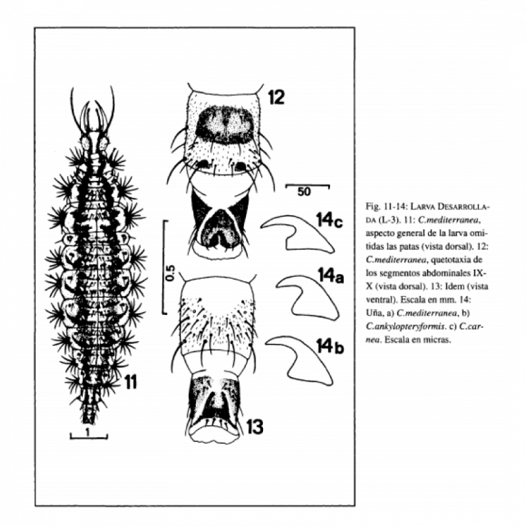 Estadíos Larvarios de los Neurópteros Ibéricos. VI: Chrysoperla carnea ...