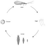 El proceso biológico y ecológico de Chrysoperla carnea