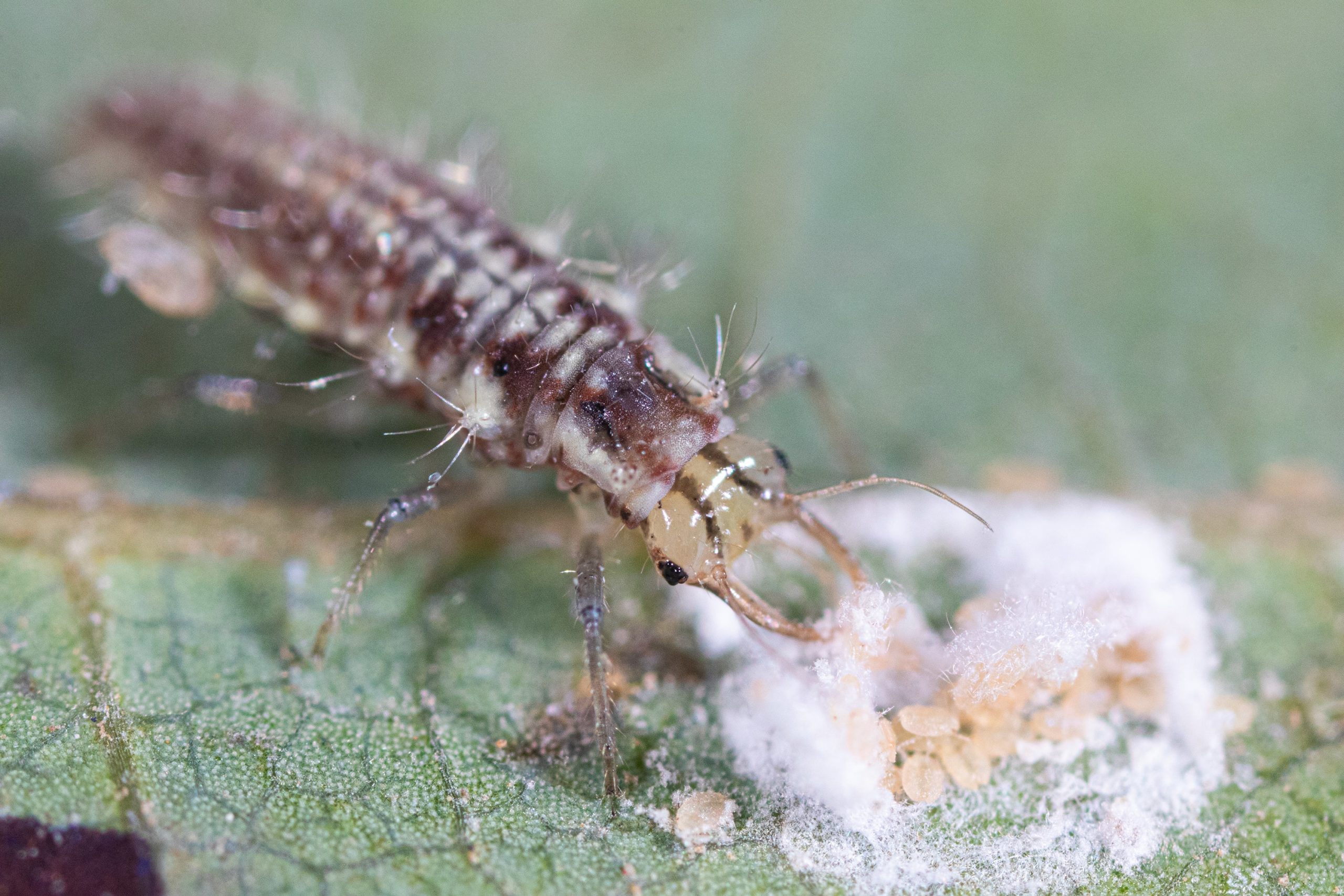 Chrysoperla carnea : Conoce su ciclo biológico - Solagro