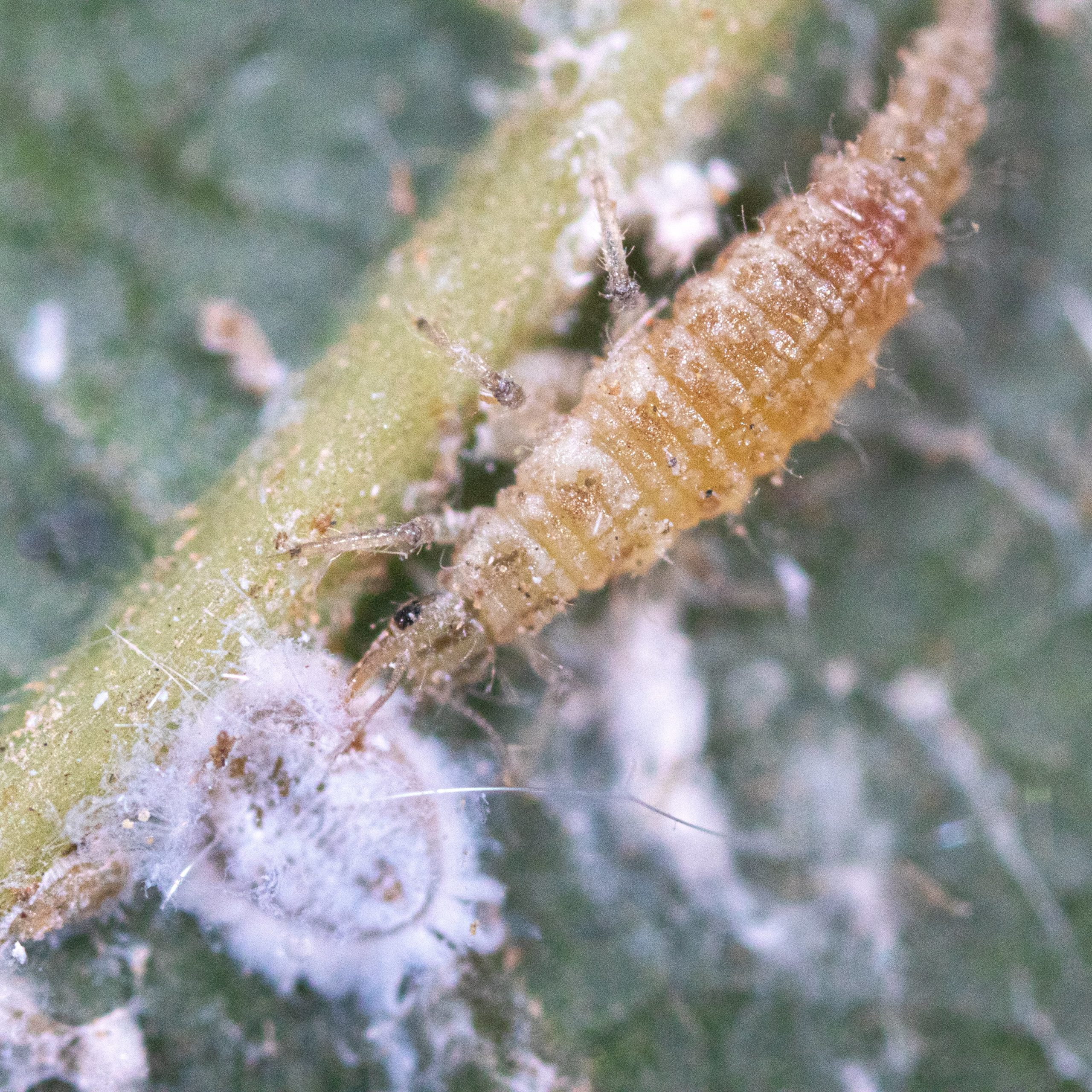 Chrysoperla carnea : Conoce su ciclo biológico - Solagro