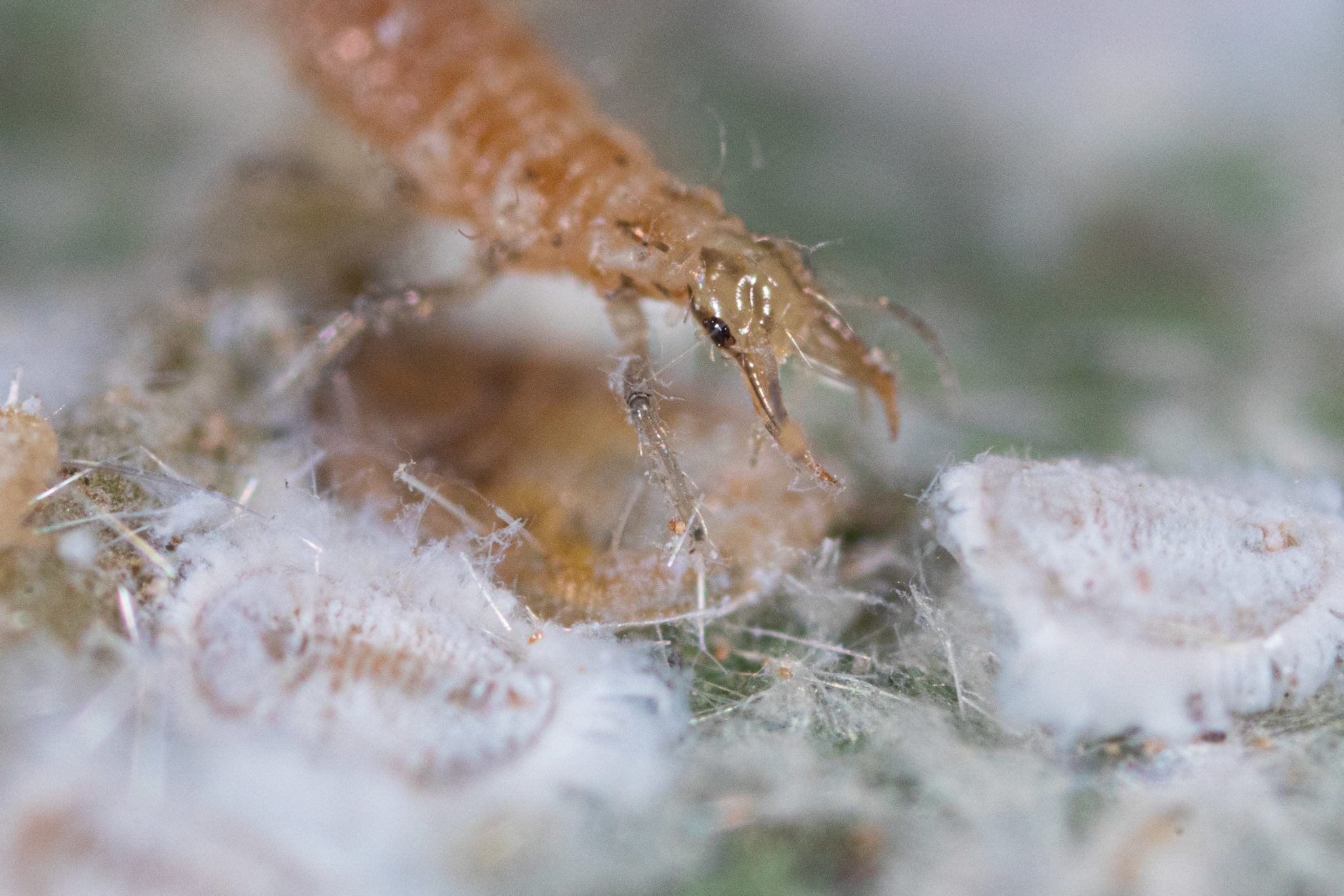 Chrysoperla carnea : Conoce su ciclo biológico - Solagro