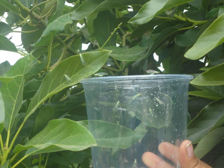 Chrysoperla carnea : Conoce su ciclo biológico - Solagro