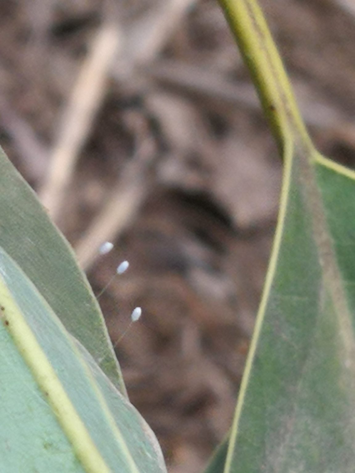 Chrysoperla carnea : Conoce su ciclo biológico - Solagro