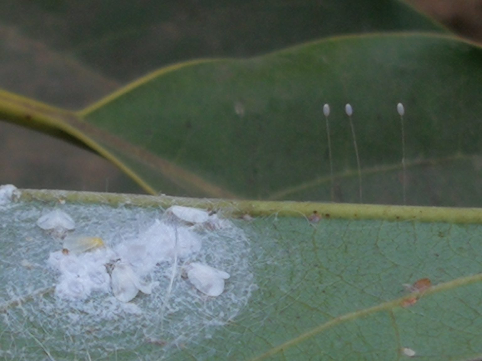 Chrysoperla carnea : Conoce su ciclo biológico - Solagro