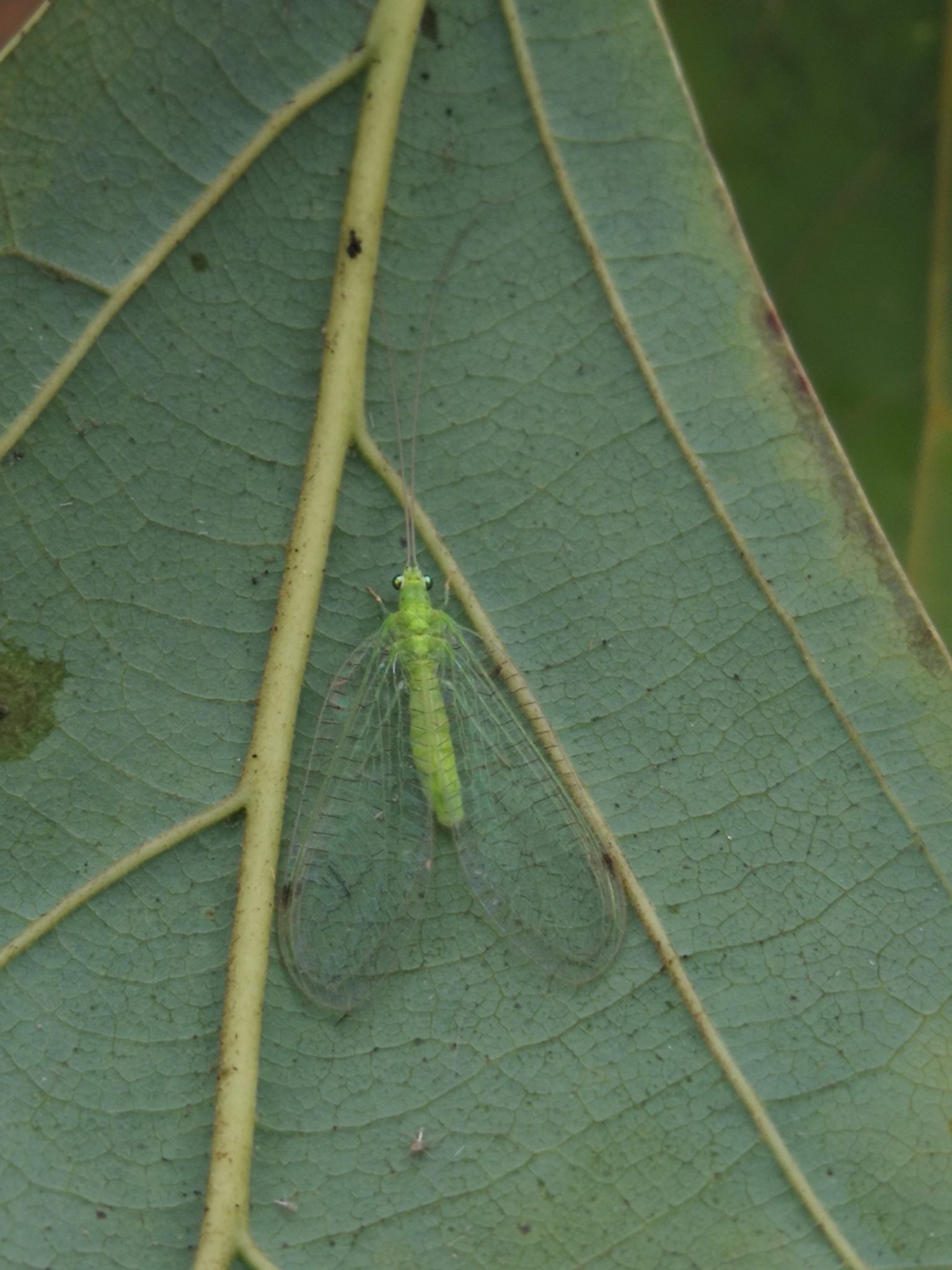 Chrysoperla carnea : Conoce su ciclo biológico - Solagro