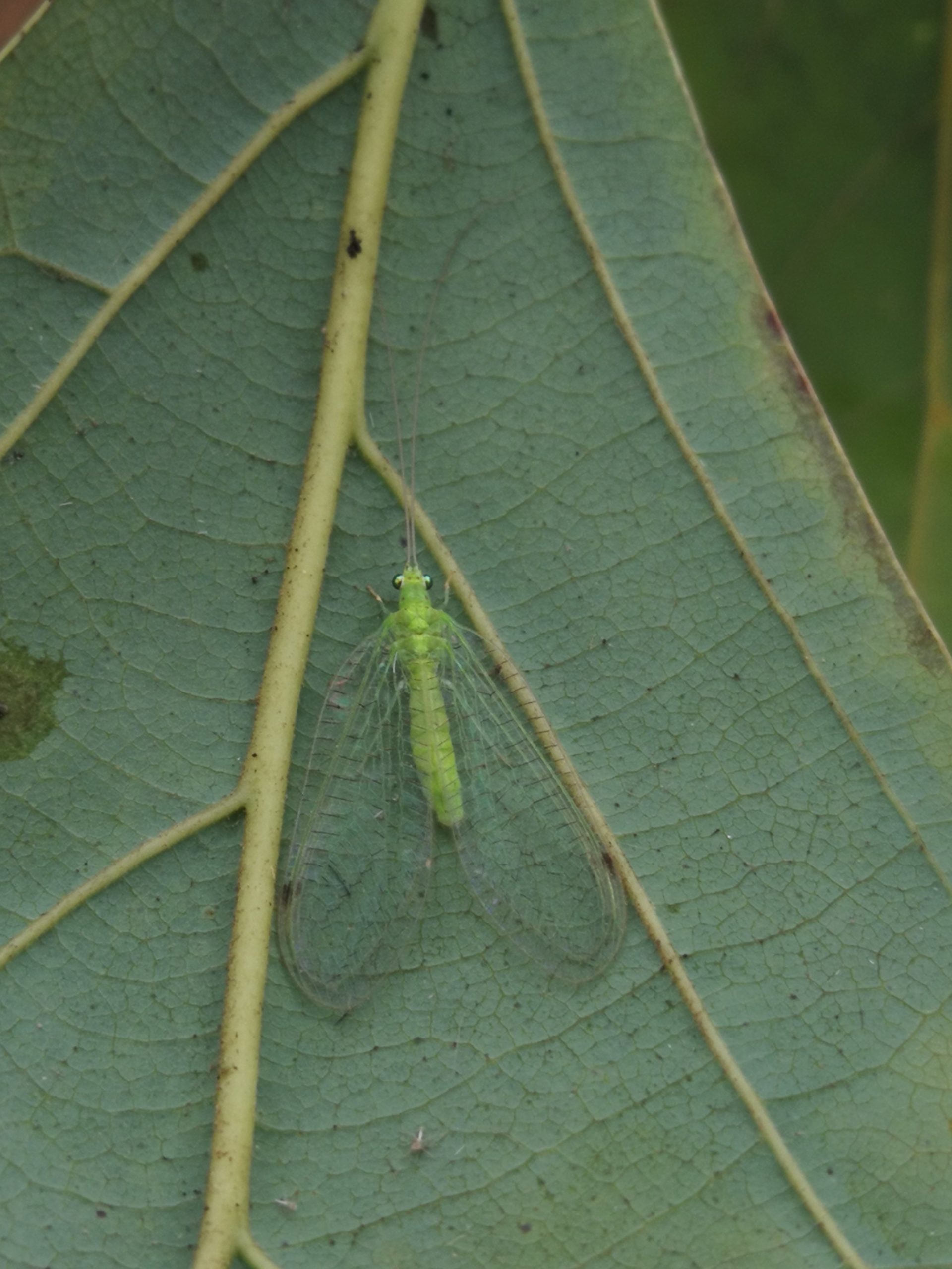 Chrysoperla carnea : Conoce su ciclo biológico - Solagro